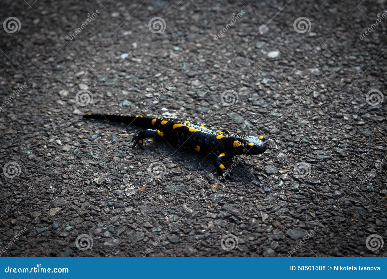 Salamander stock photo. Image of amphibia, nature, spots - 68501688