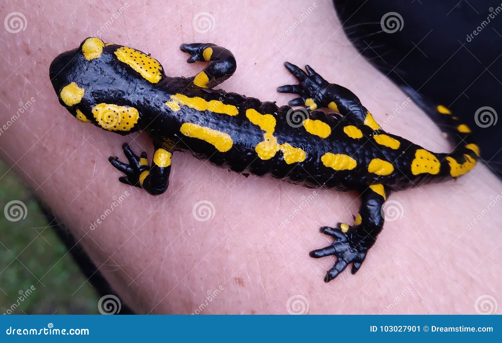 Salamander stock image. Image of pretty, leaf, space - 103027901