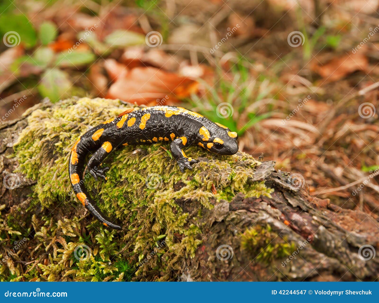 Salamander stock image. Image of reptiles, animals, living - 42244547