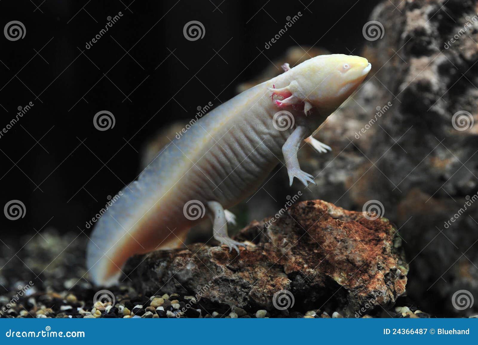 Salamander newt, amphibia stock image. Image of creature - 24366487