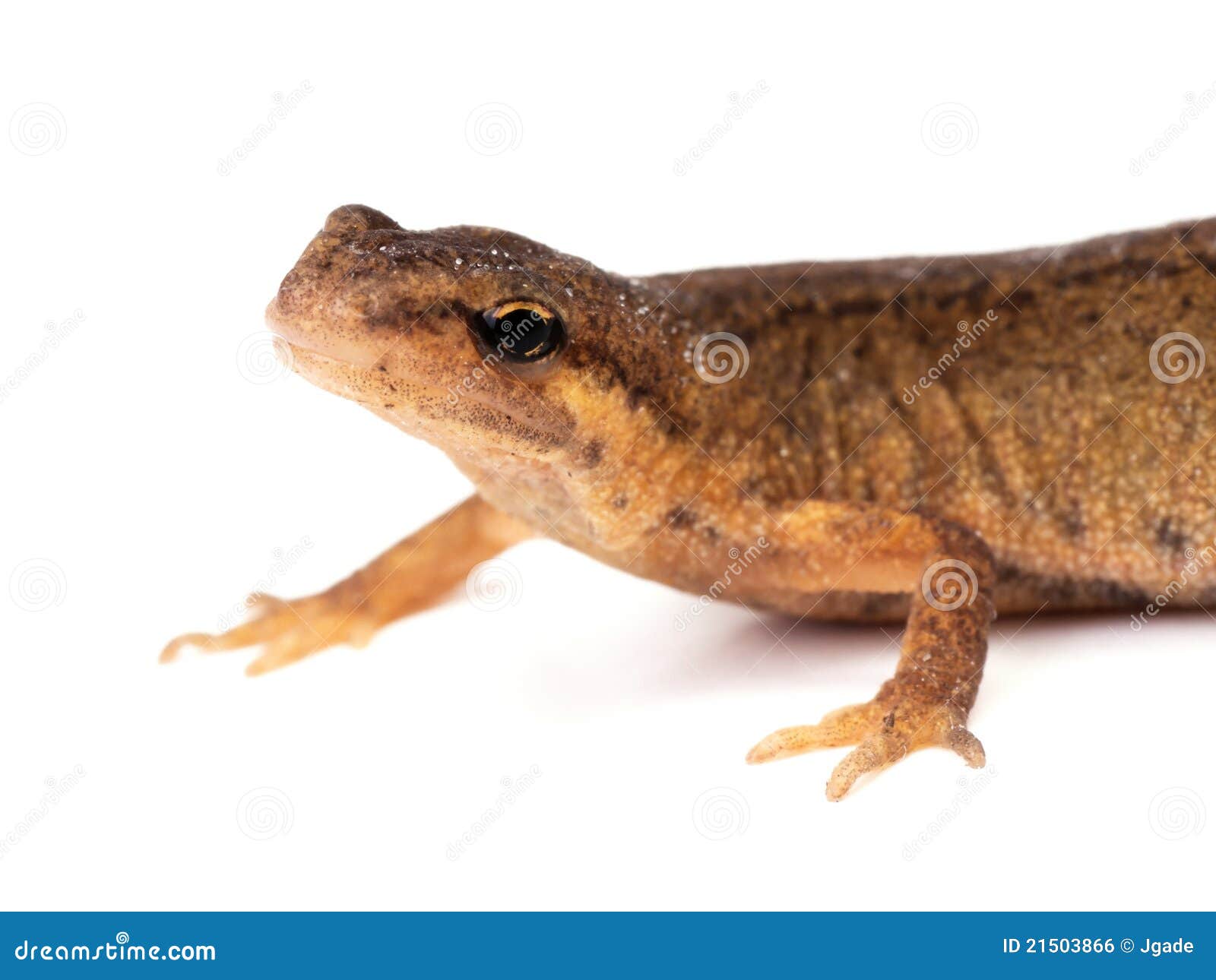Salamander, or Newt, on White Background Stock Photo - Image of spots ...