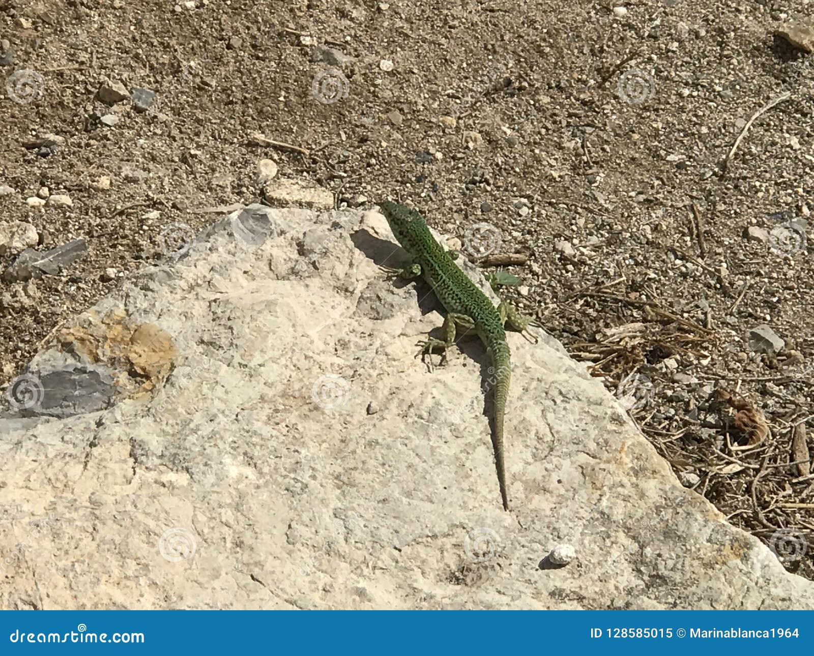 The Salamander at Old Ibiza City Stock Image - Image of beautiful ...