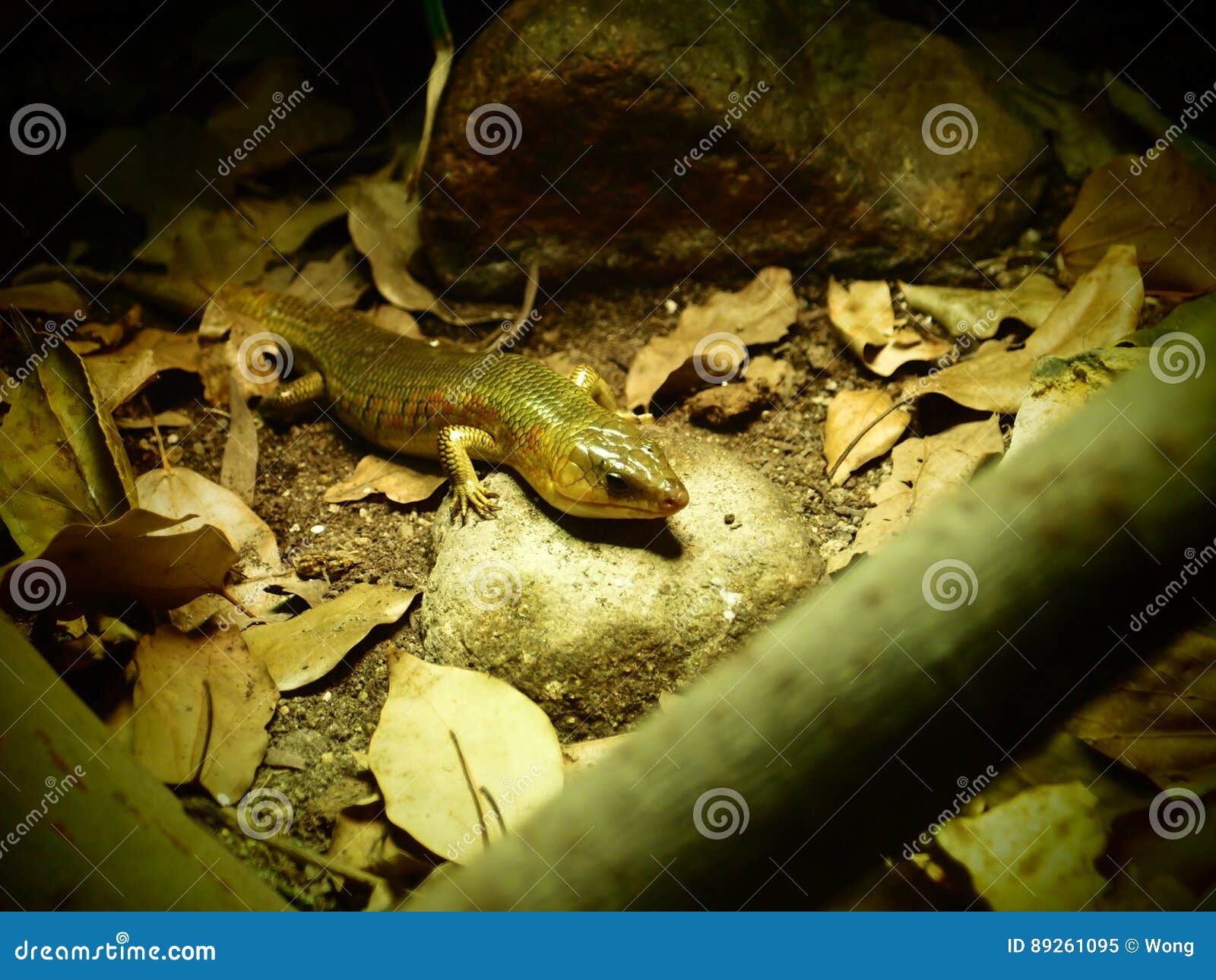 Salamander stock image. Image of reptilian, habitat, amphibians - 89261095