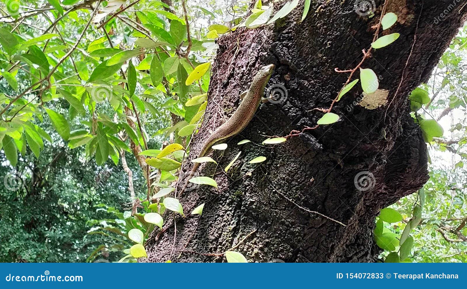 Salamander stock image. Image of leaf, green, climbing - 154072833