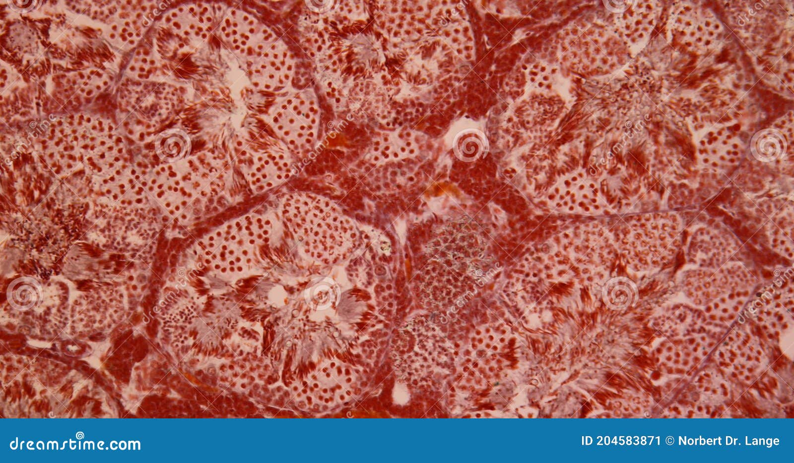 Salamander testicles stock video. Video of think, tissue - 204583871