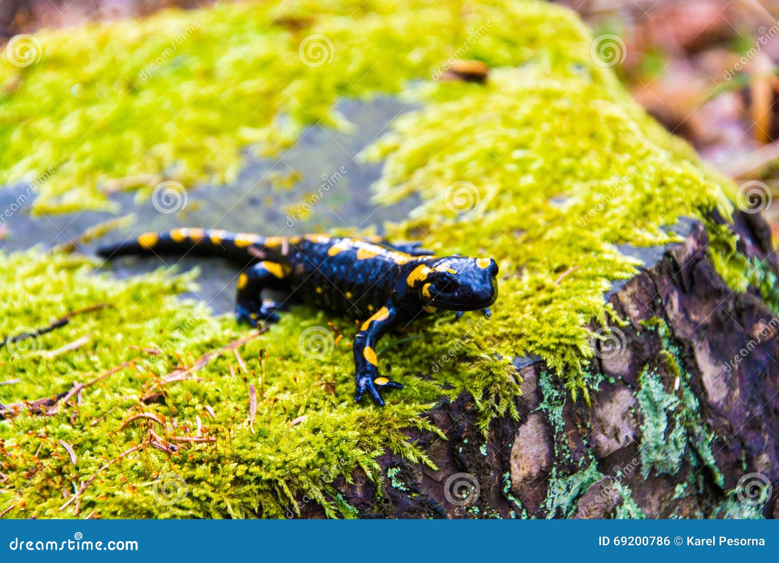 Salamander stock photo. Image of macro, europe, outdoor - 69200786