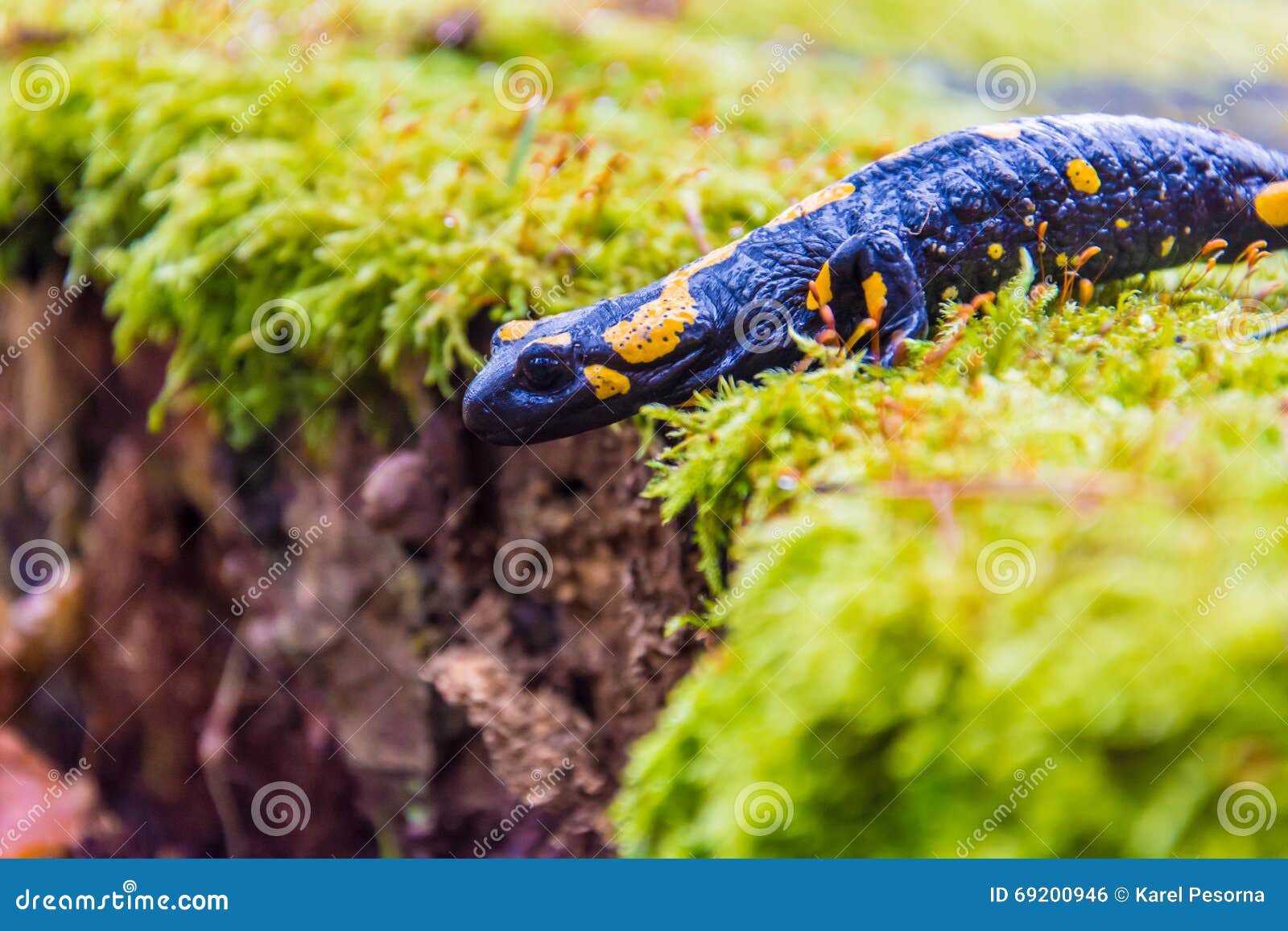 Salamander stock photo. Image of plant, amphibian, exotic - 69200946