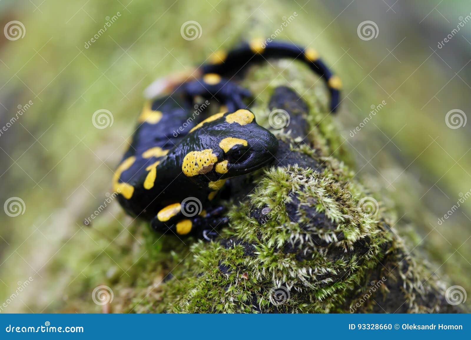 Salamander in the Wild stock photo. Image of poisonous - 93328660