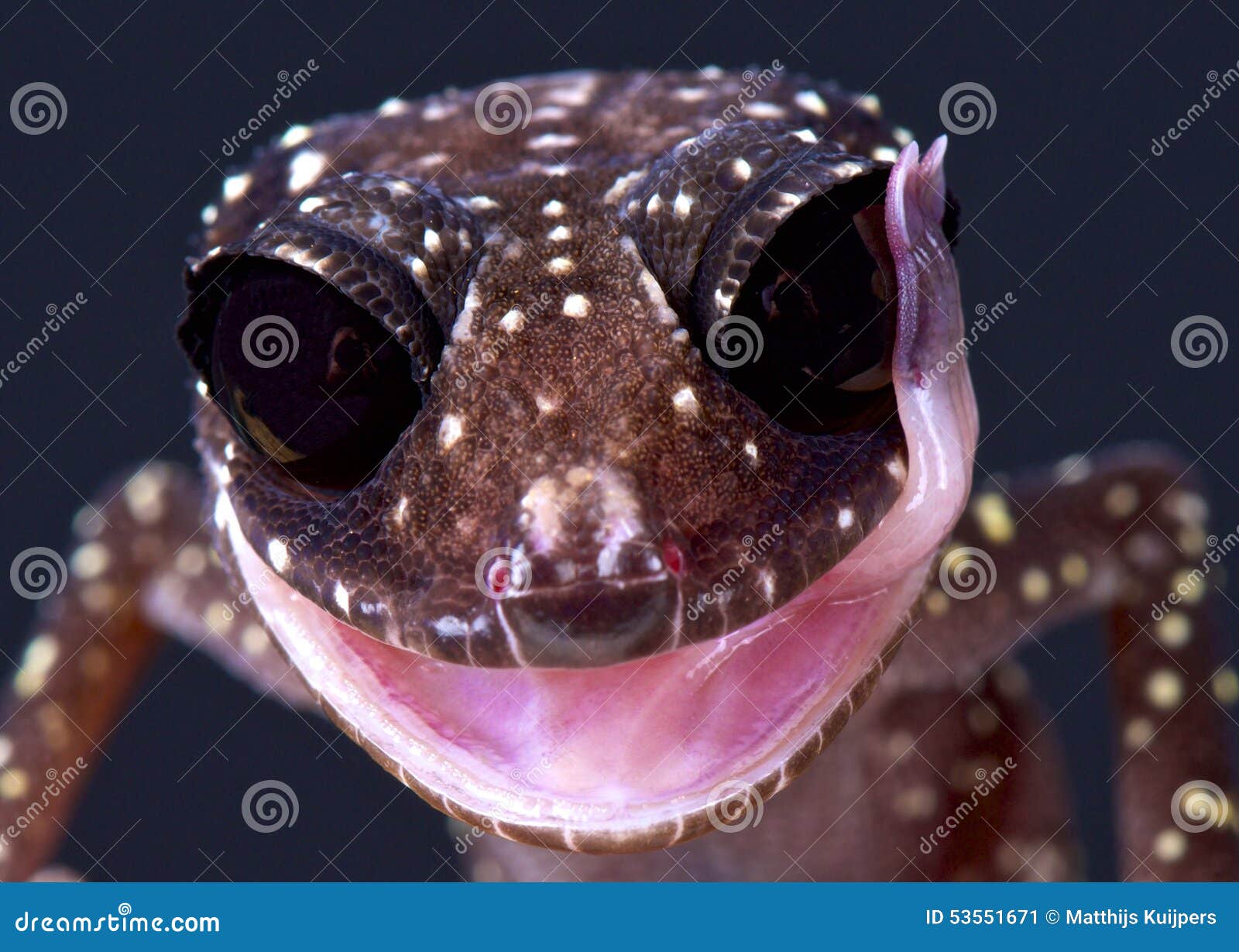 Salamandra De Masobe (masobe De Paroedura) Imagen de archivo - Imagen ...