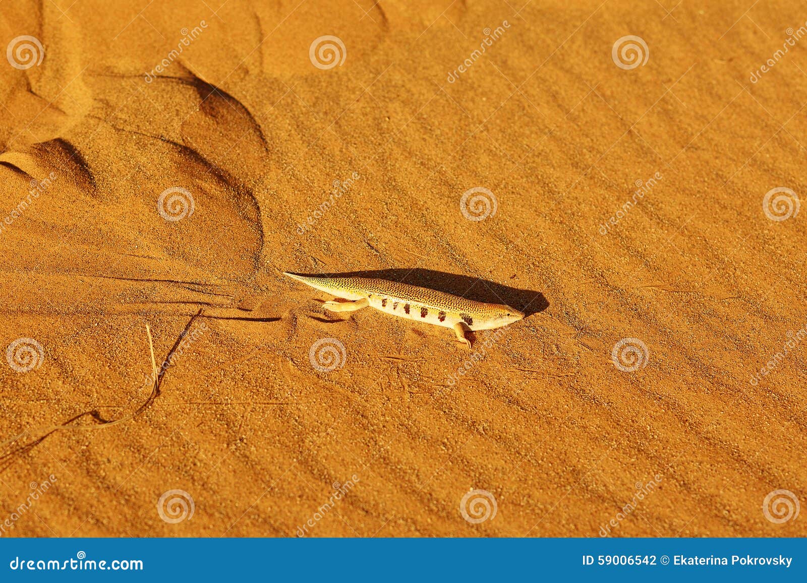 Salamandra in Deserto Del Sahara Fotografia Stock - Immagine di arabo ...
