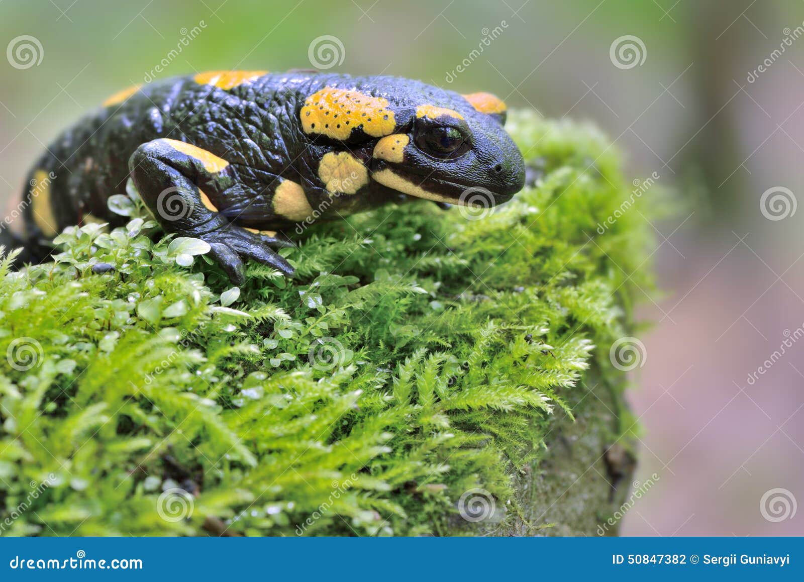 Salamandra in Native Habitat Stock Photo - Image of poison, black: 50847382