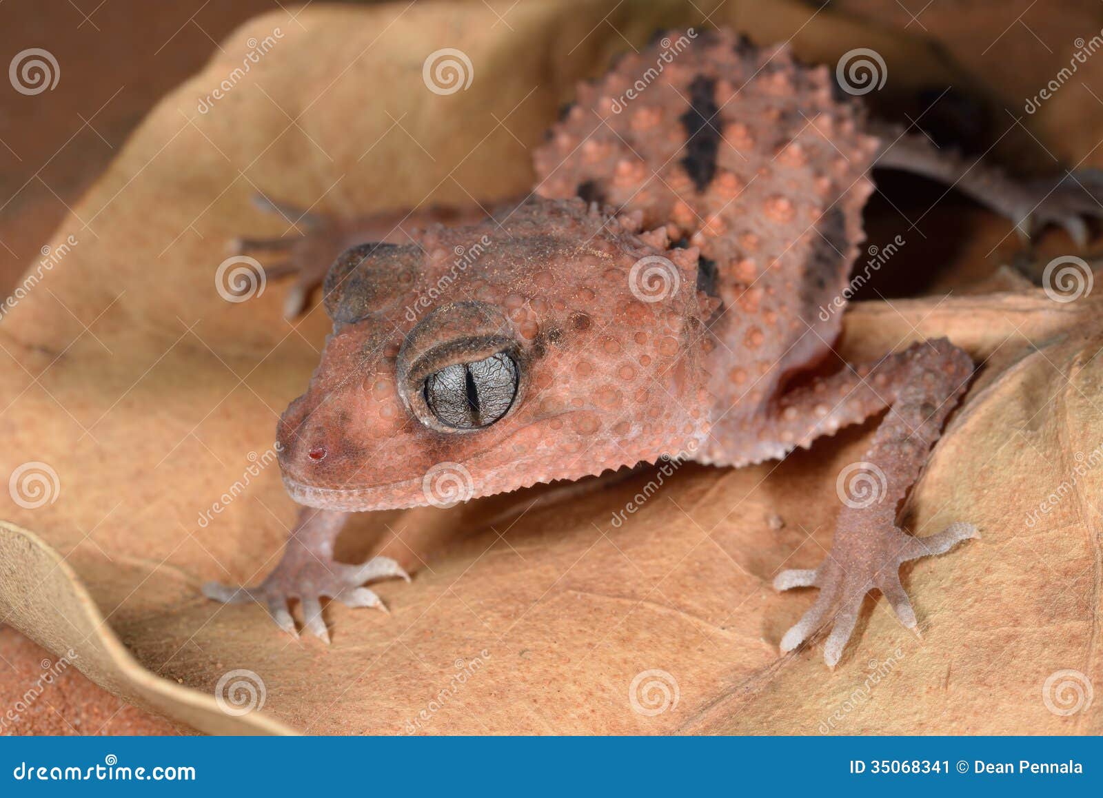 Salamandra Rosada De La Arena Imagen de archivo - Imagen de reptil ...