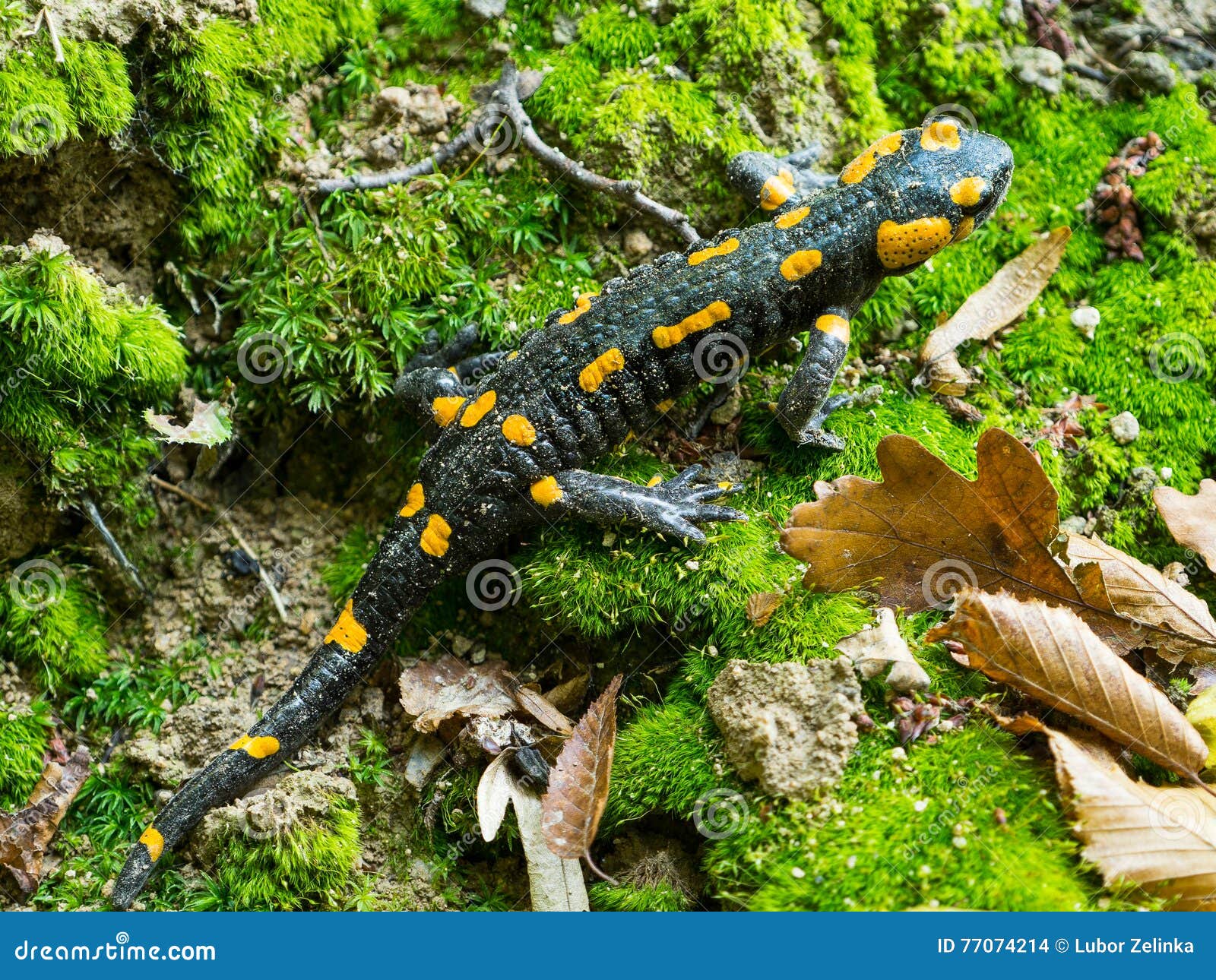 Salamandra salamandra stock photo. Image of animal, green - 77074214