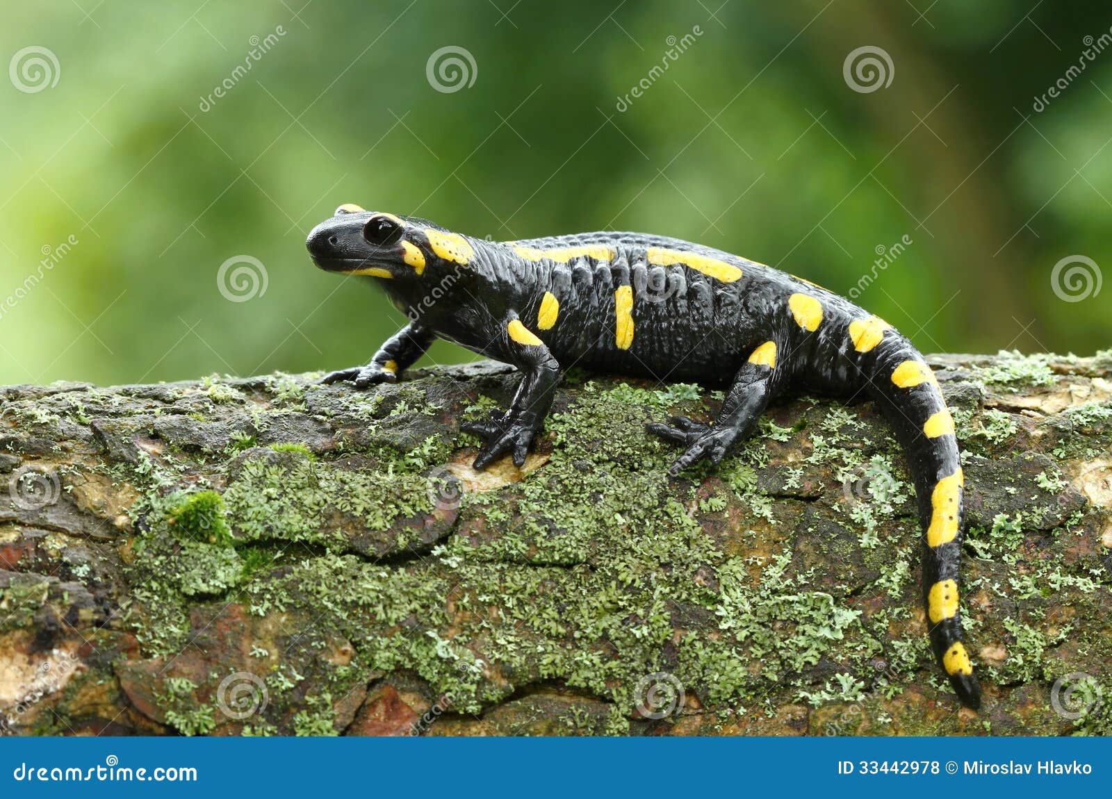 Salamandre photo stock. Image du toxine, sauvage, tailed - 33442978