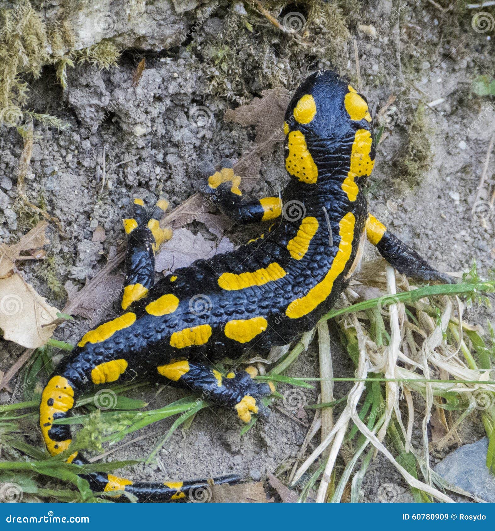 Salamandre De Feu, Salamandra De Salamandra, Salamandra, Image stock ...