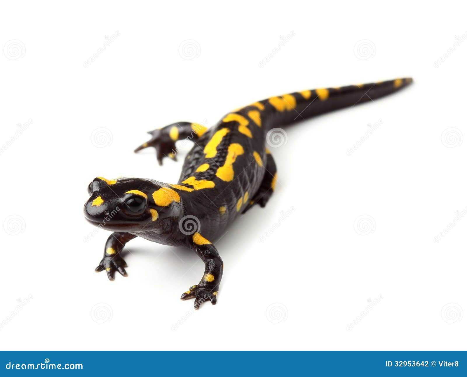 Salamandre De Feu (salamandra De Salamandra) Sur Le Blanc Photo stock ...