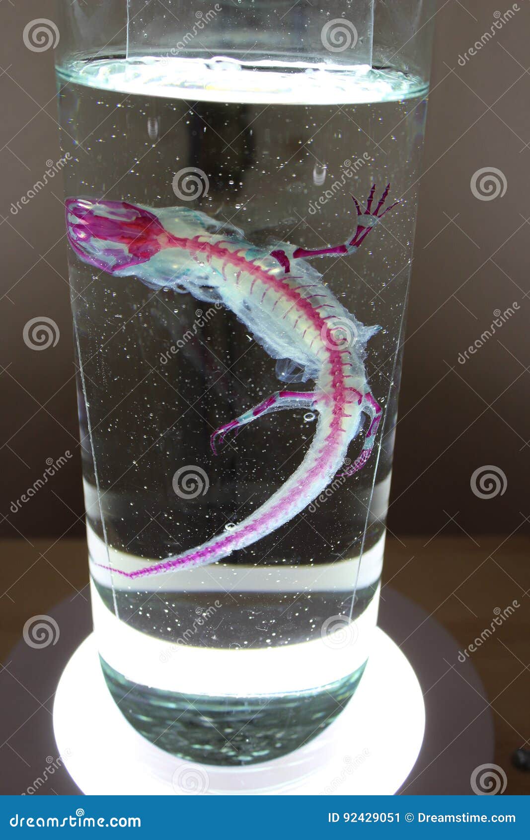 Salanmader skeleton stock image. Image of ambystoma, hylidae - 92429051