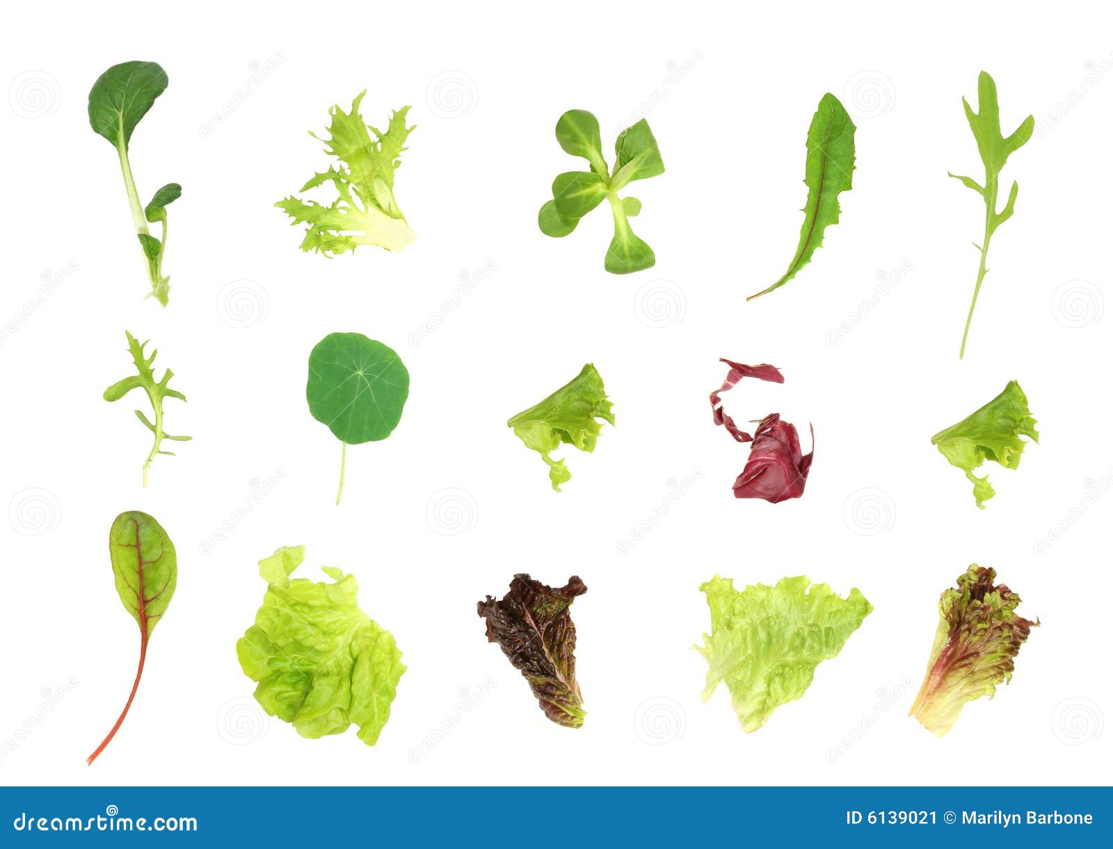 Salat-Blatt-Auswahl stockbild. Bild von frische, kräuter - 6139021
