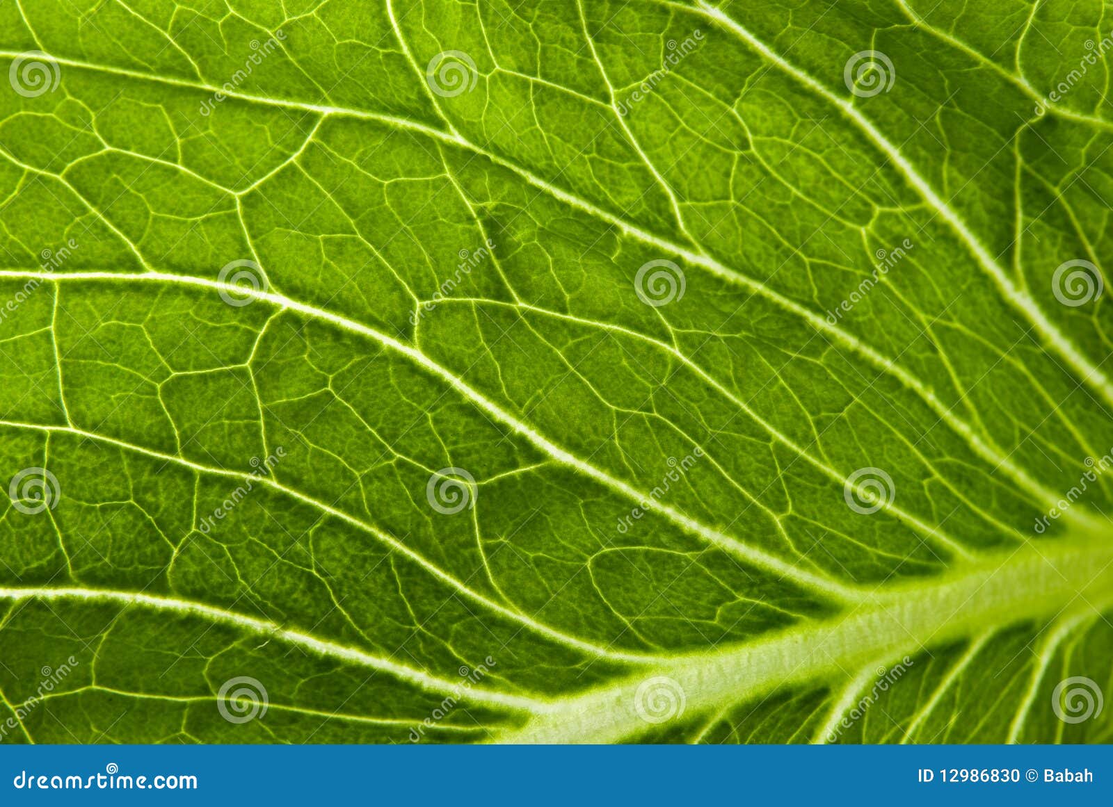 Salatblatt stockfoto. Bild von hintergrund, kochen, haufen - 12986830