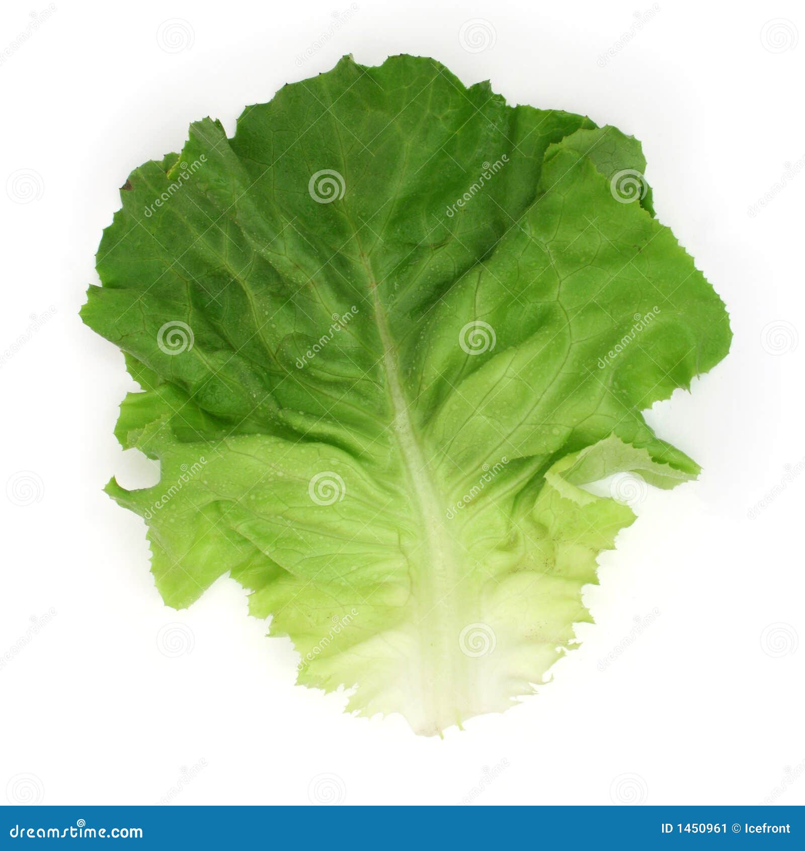 Salatblatt stockbild. Bild von frech, gesund, oberseite - 1450961