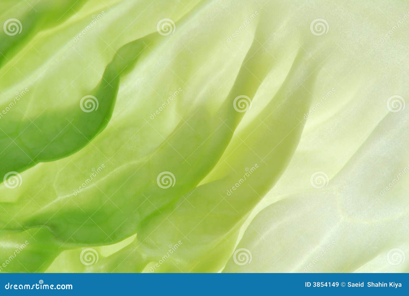 Salatblatt stockbild. Bild von blatt, biologie, frisch - 3854149