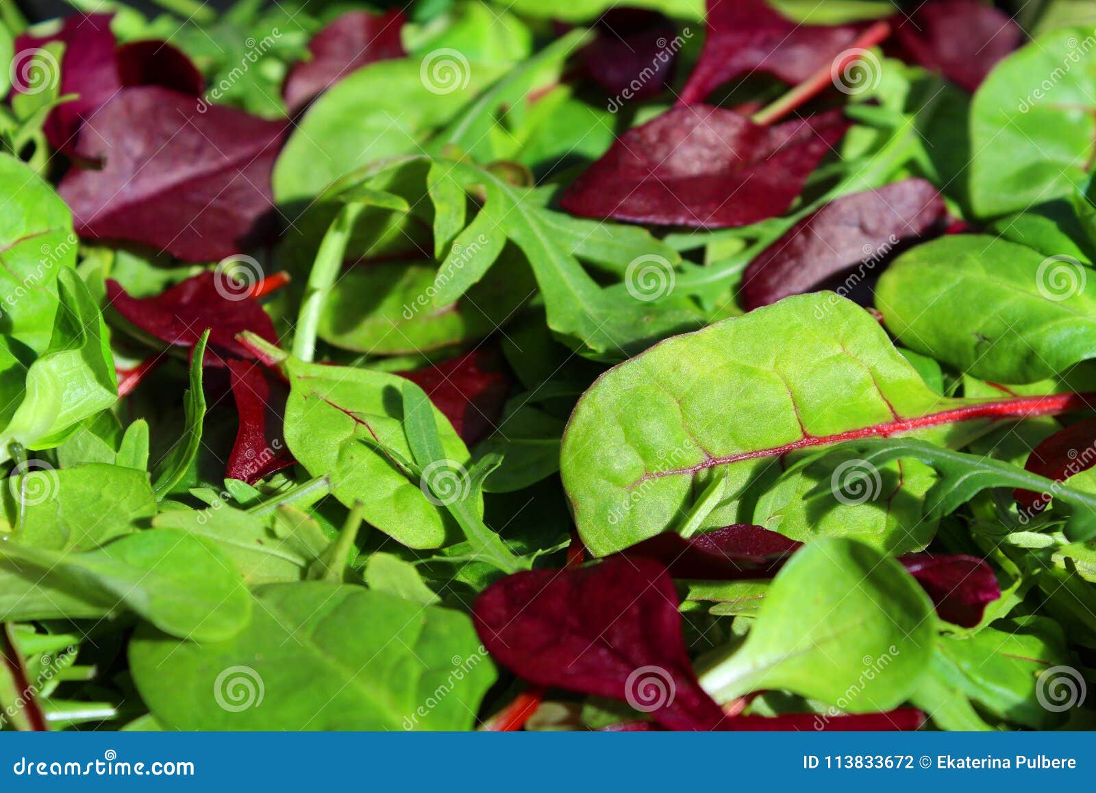 Salatblatt-Mischung rucola stockfoto. Bild von landwirtschaft - 113833672