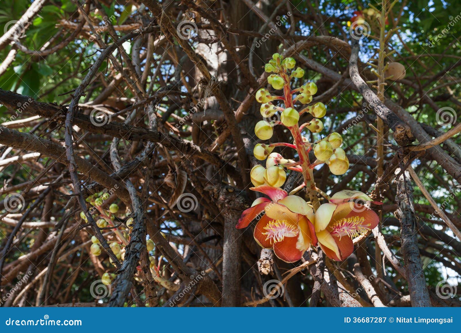 Salavan Flowers Symbol of Buddhism Stock Image - Image of group ...