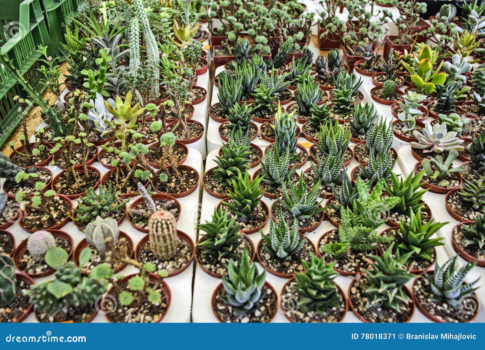 Sale of mini cactus stock image. Image of background - 78018371