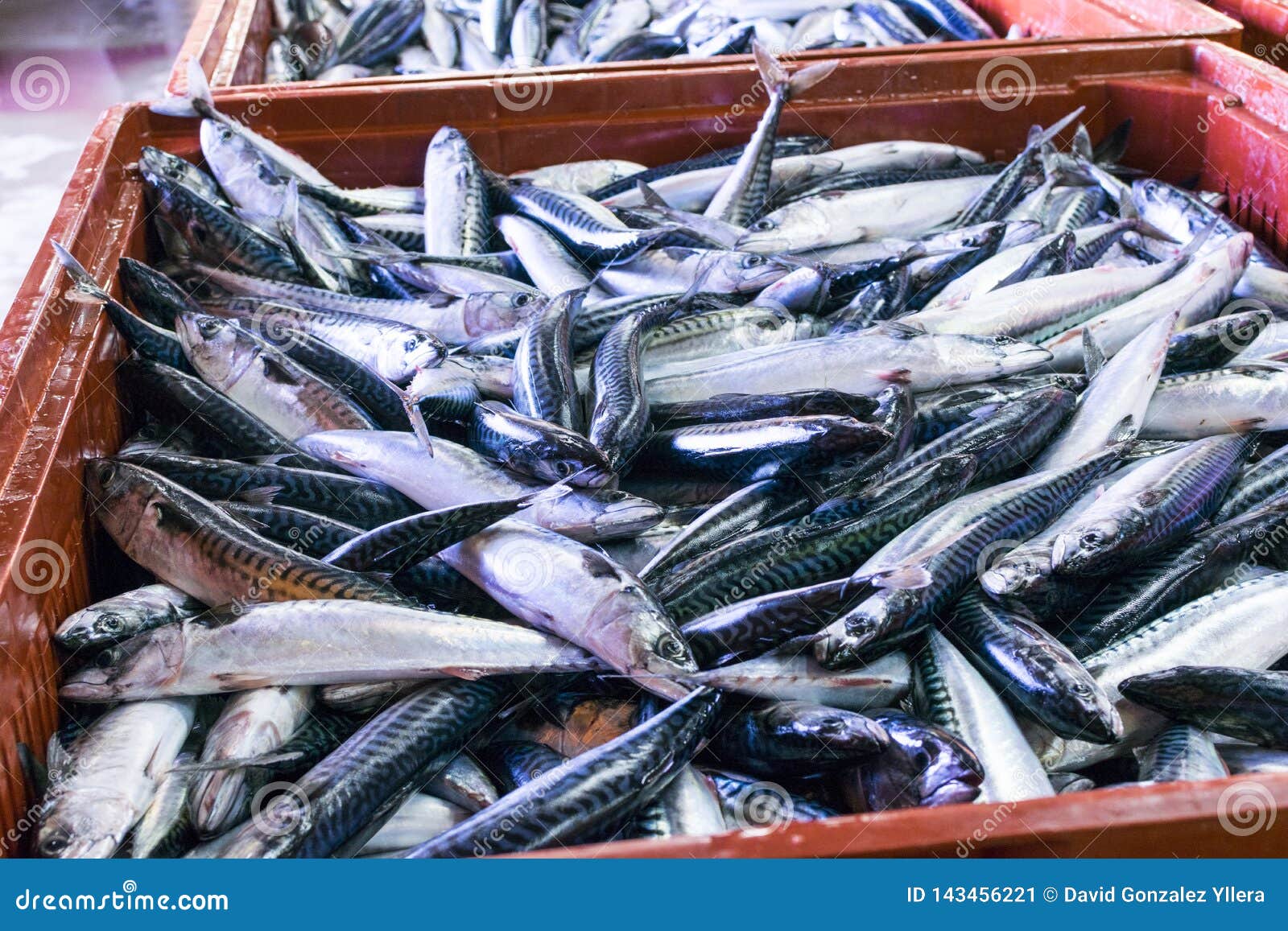 Sale of Scomber scombrus stock image. Image of closeup - 143456221