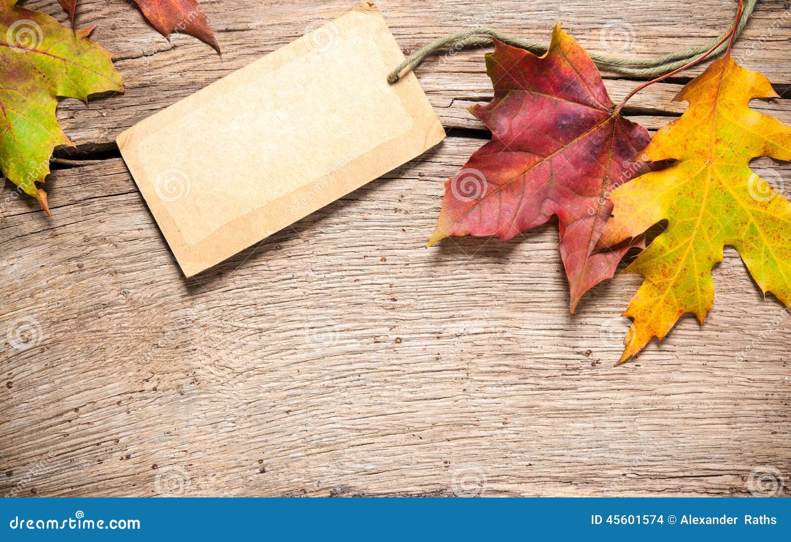 Sale tag with maple leaves stock photo. Image of note - 45601574