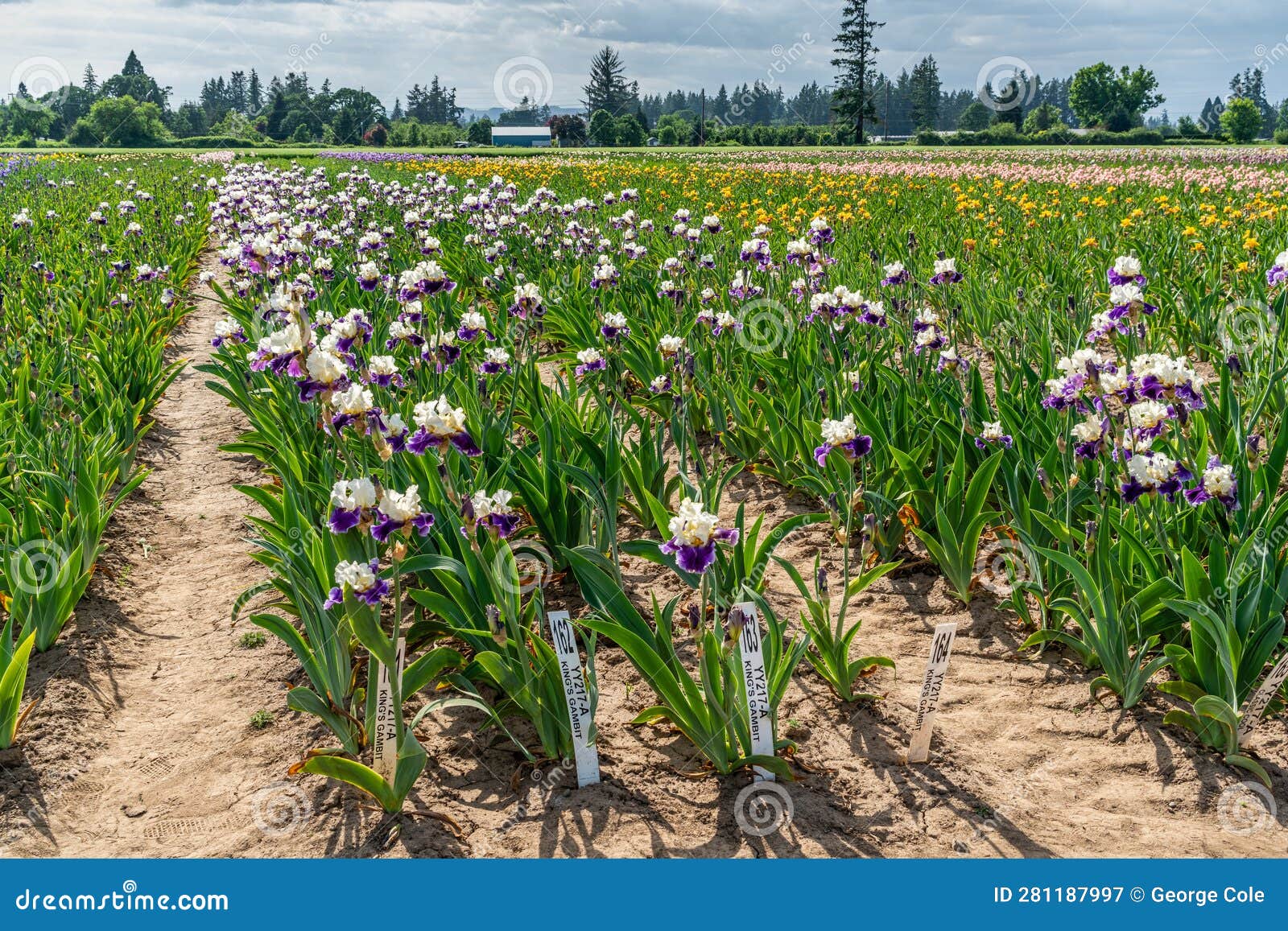 Salem Iris Field 8 stock image. Image of tourism, vast - 281187997