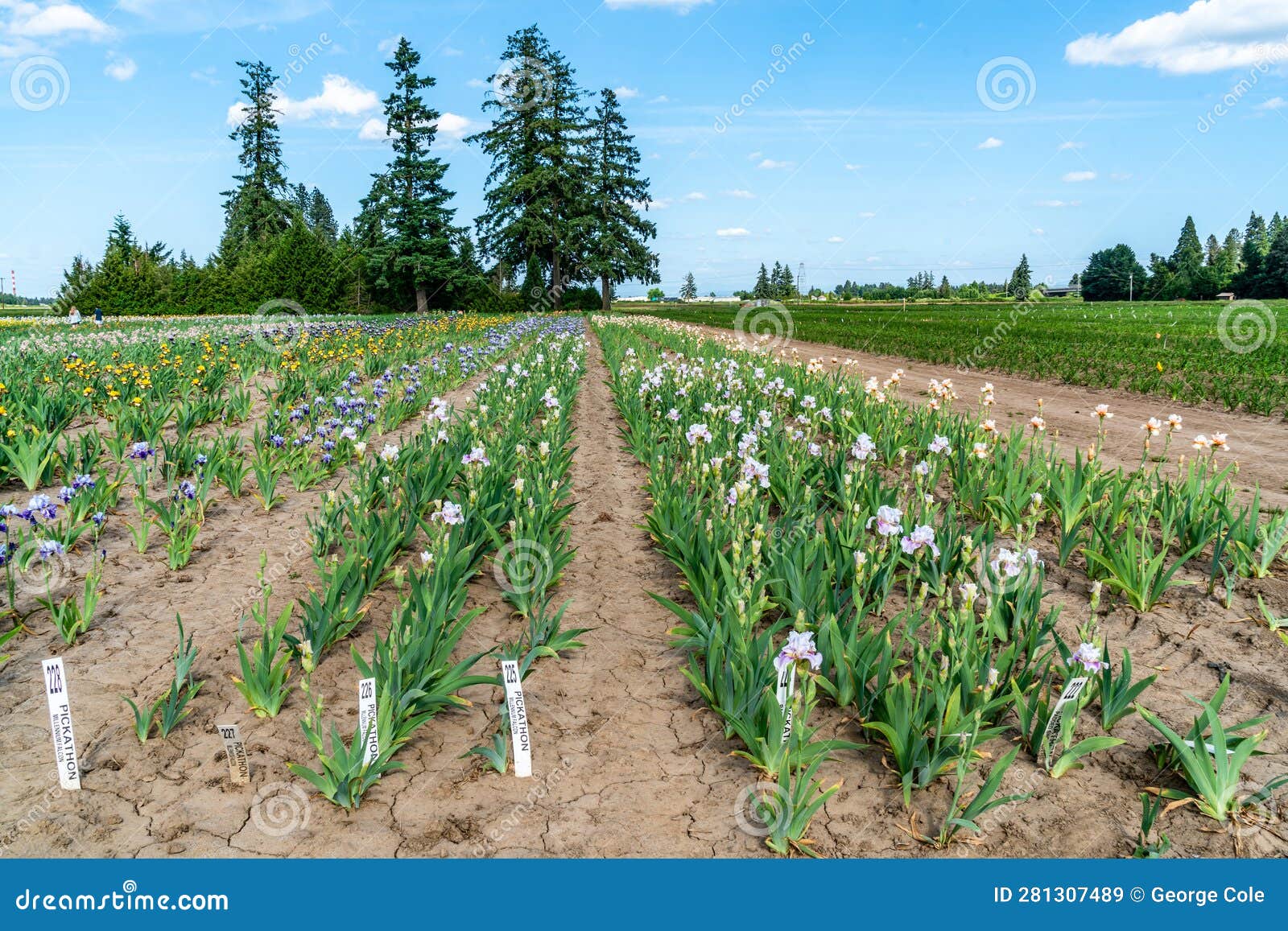 Salem Iris Field 10 stock image. Image of tourism, blossoms - 281307489