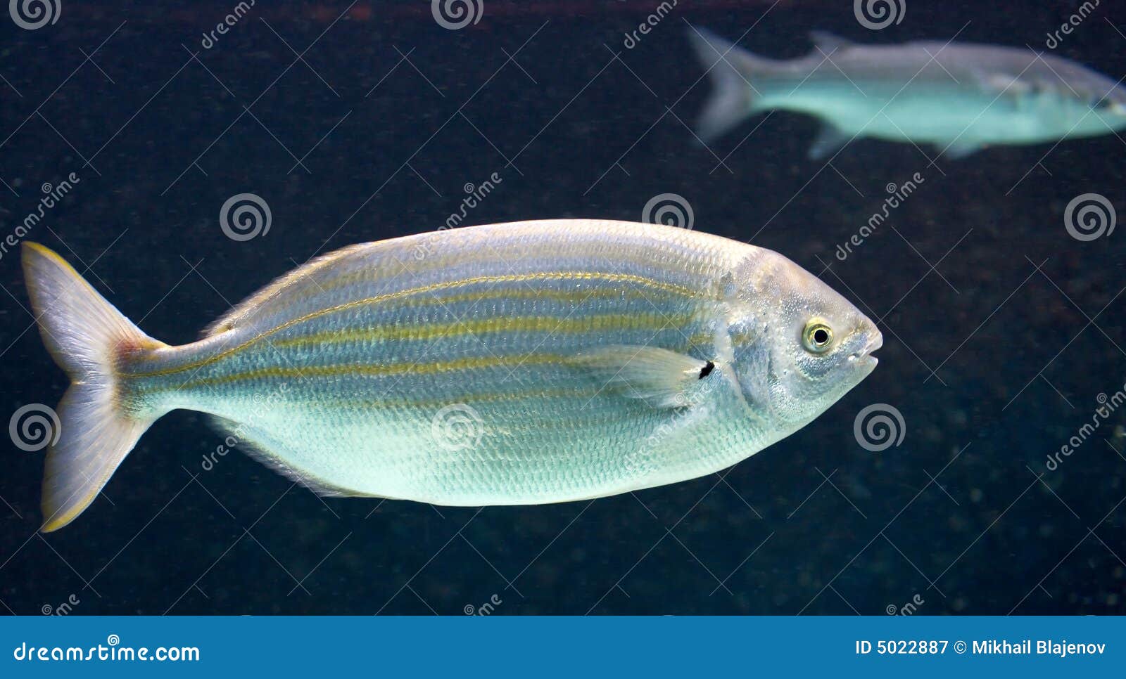 Salema fish 1 stock image. Image of silver, life, salty - 5022887