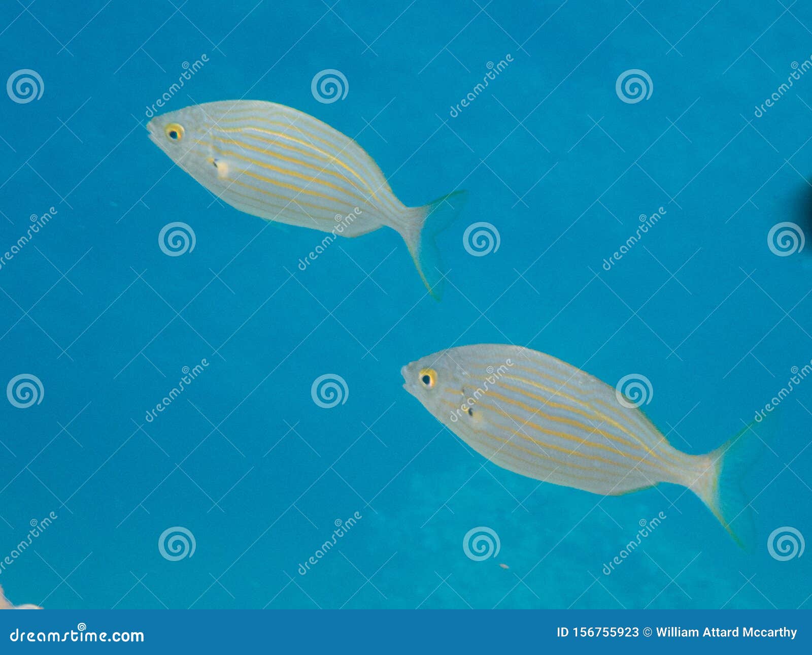Salema Fish stock image. Image of malta, watersports - 156755923