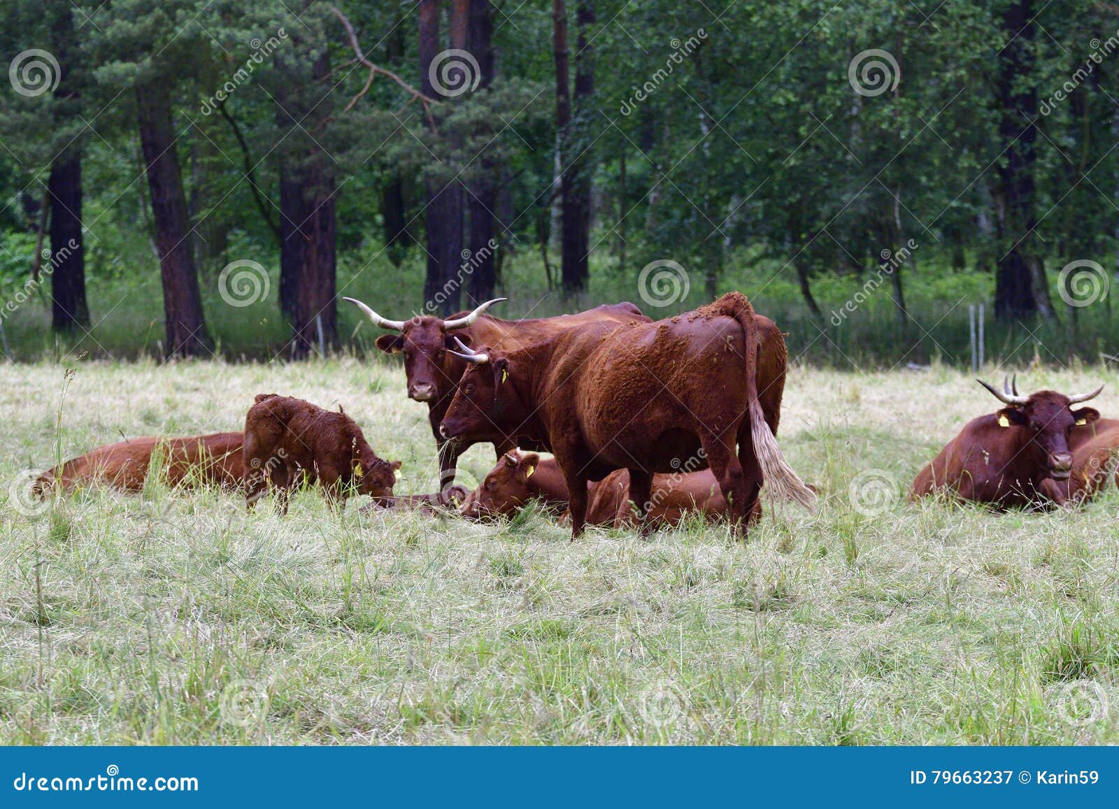 Salers cattle stock image. Image of pasture, herd, agriculture - 79663237