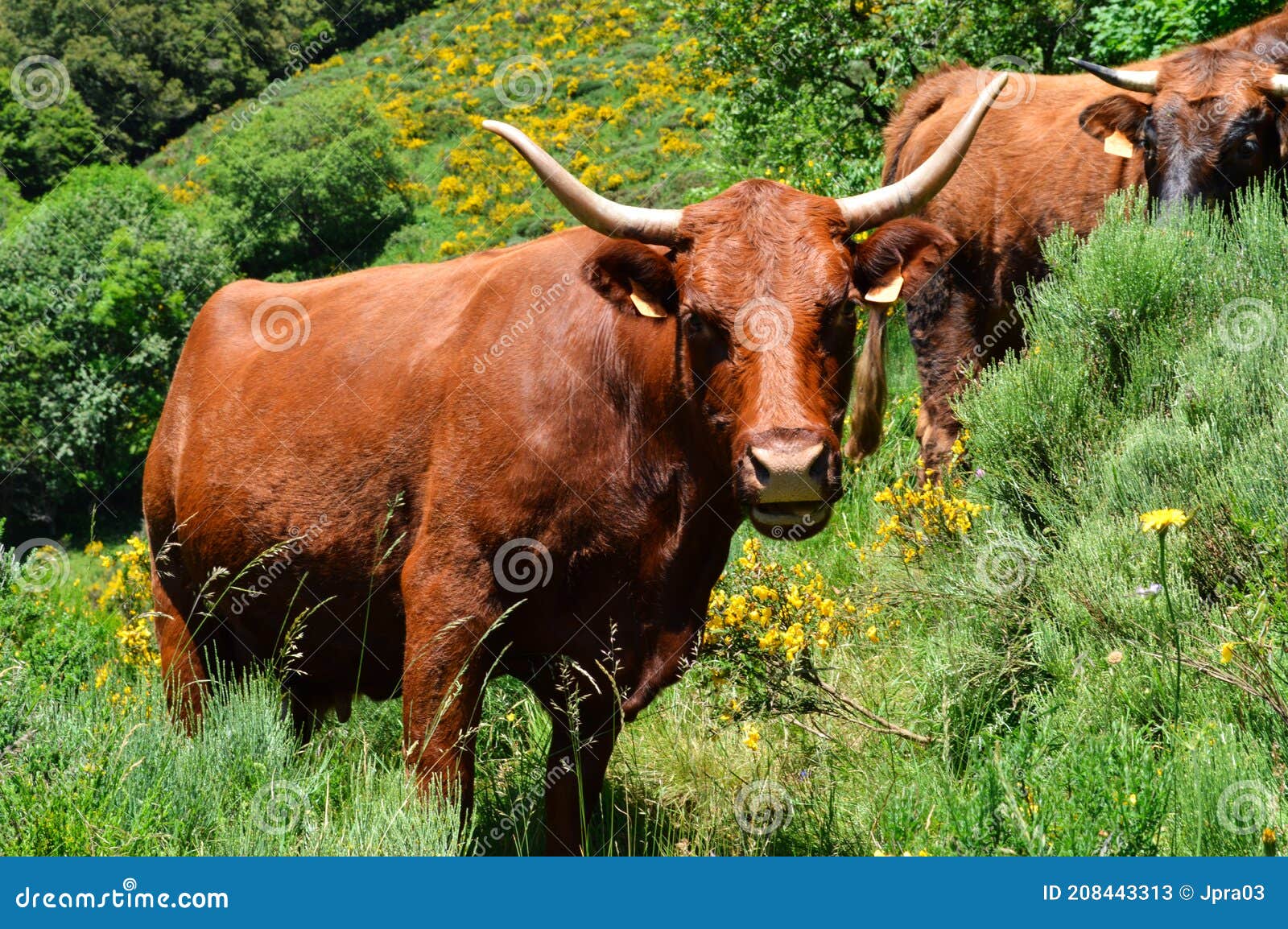 Salers cow in pasture stock image. Image of agribusiness - 208443313