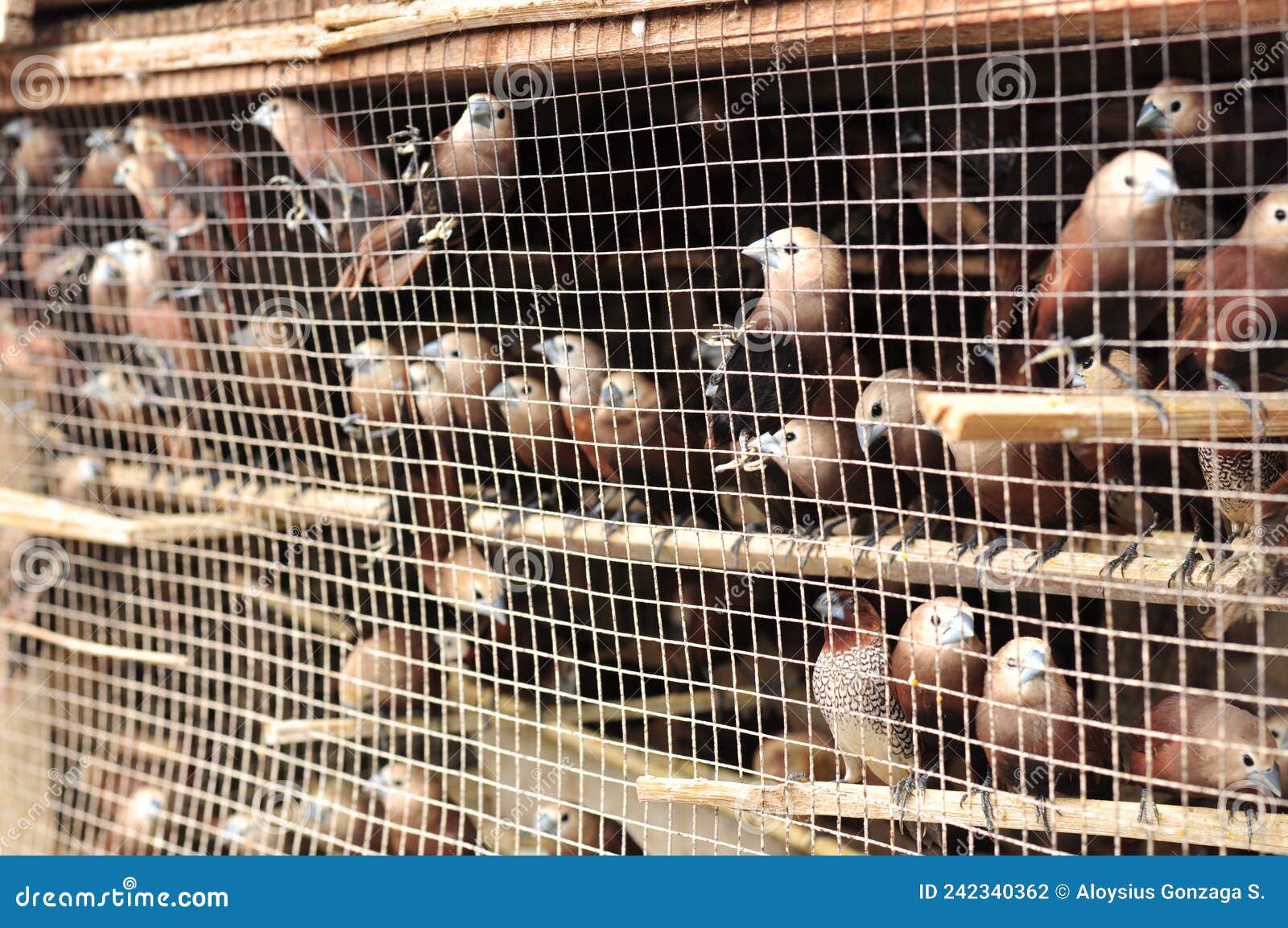 Sales of Various Types of Birds at the Animal Market in Java. Stock ...