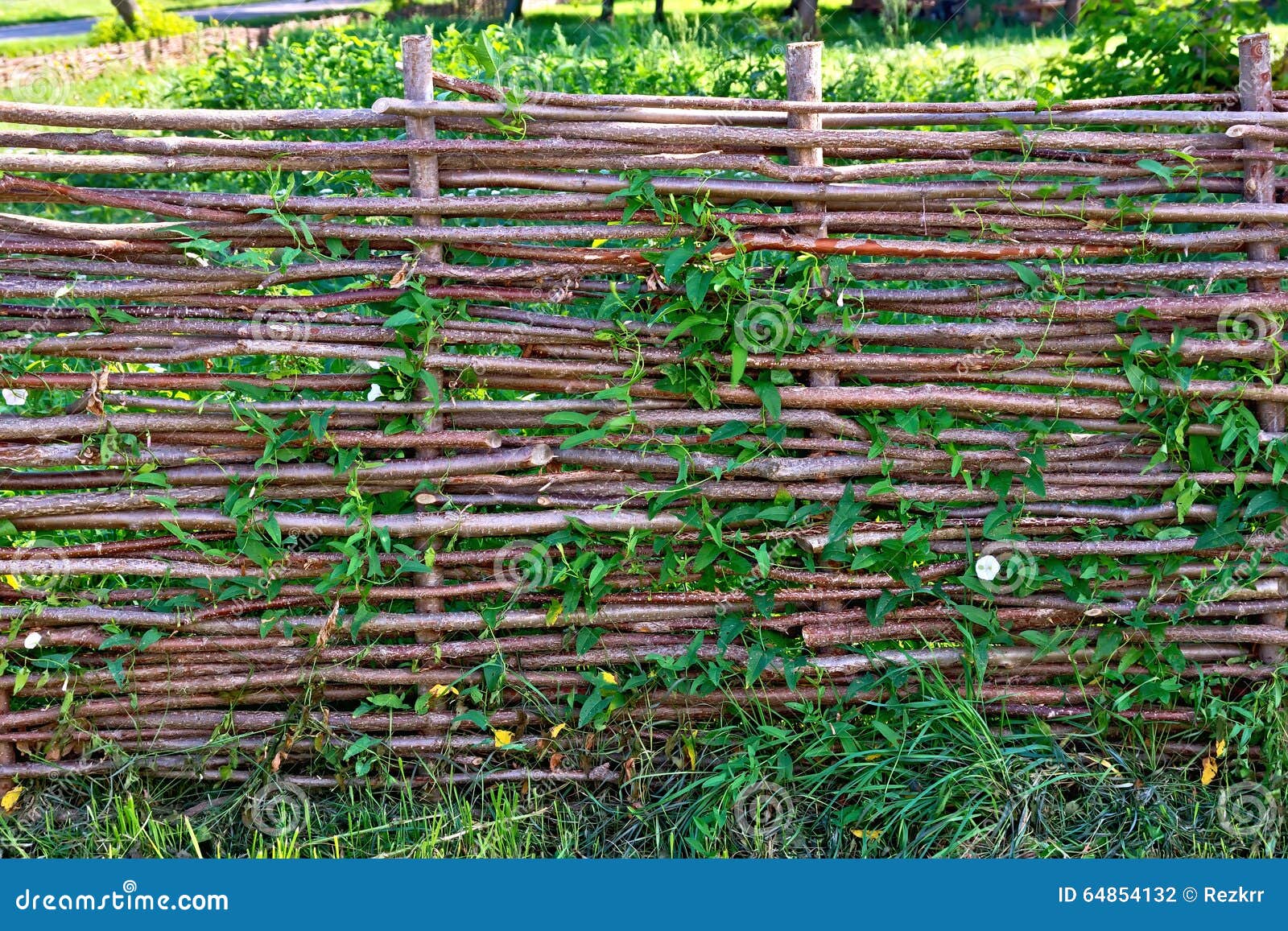 Salgueiro De Vime Da Cerca Com Trepadeira Foto de Stock - Imagem de ...
