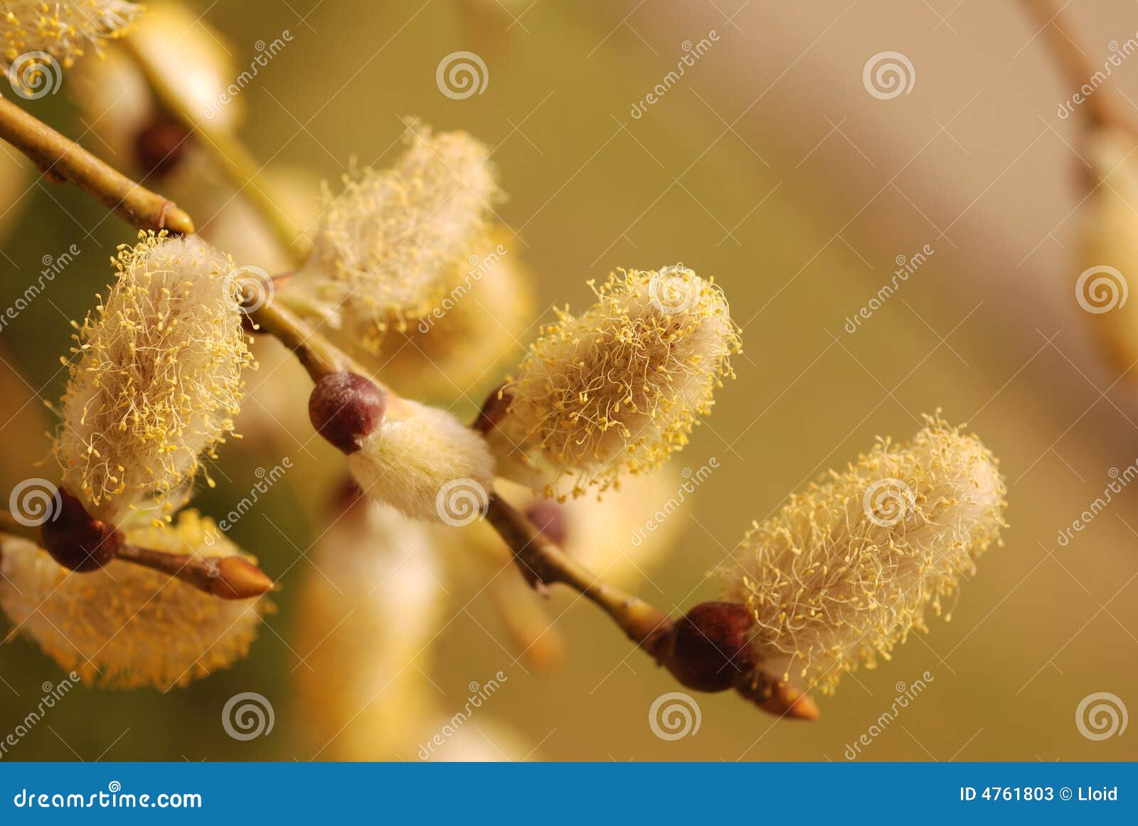 Salice immagine stock. Immagine di macro, nave, flora - 4761803