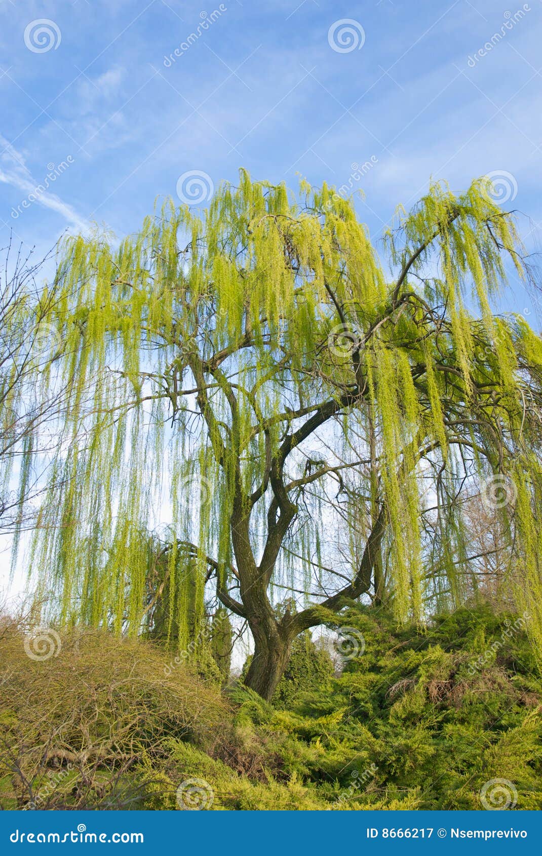 Salice piangente immagine stock. Immagine di parco, botanico - 8666217