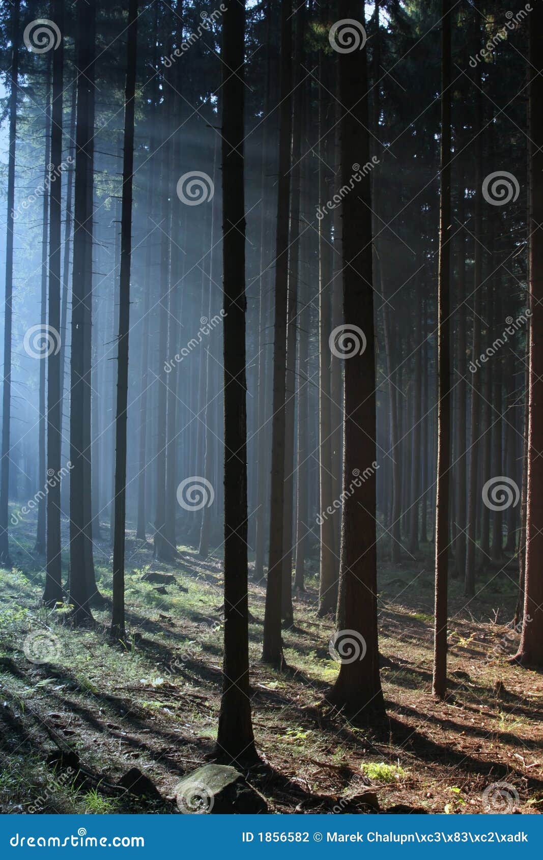 Salida del sol brumosa foto de archivo. Imagen de sombra - 1856582