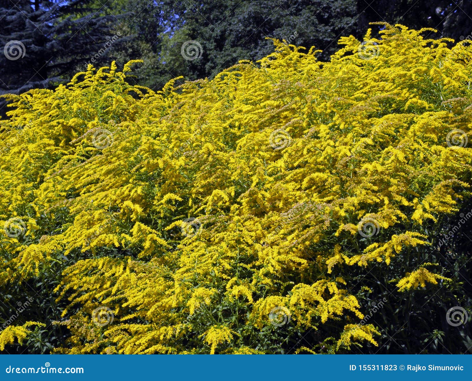 Salidago Canadensis, Zagreb Botanical Garden Stock Image - Image of ...