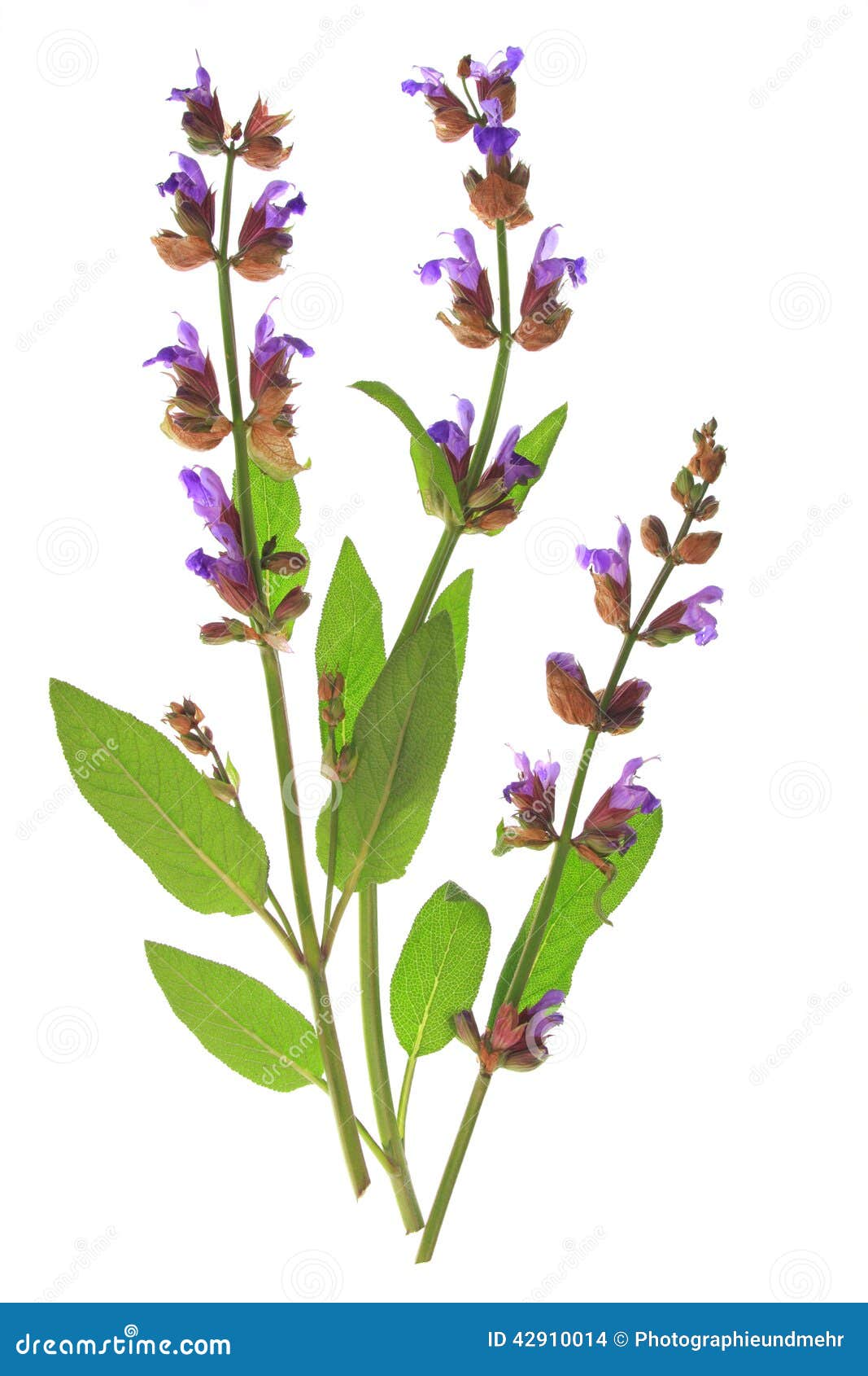 Salie (Salvia Officinalis) stock foto. Image of sier - 42910014