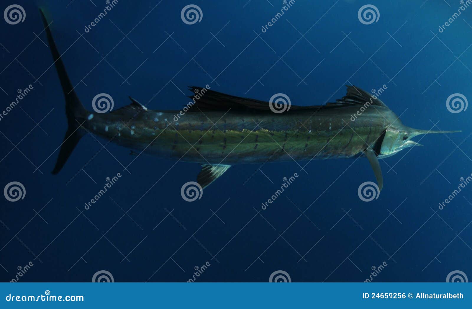 Salifish underwater stock photo. Image of blue, habitat - 24659256