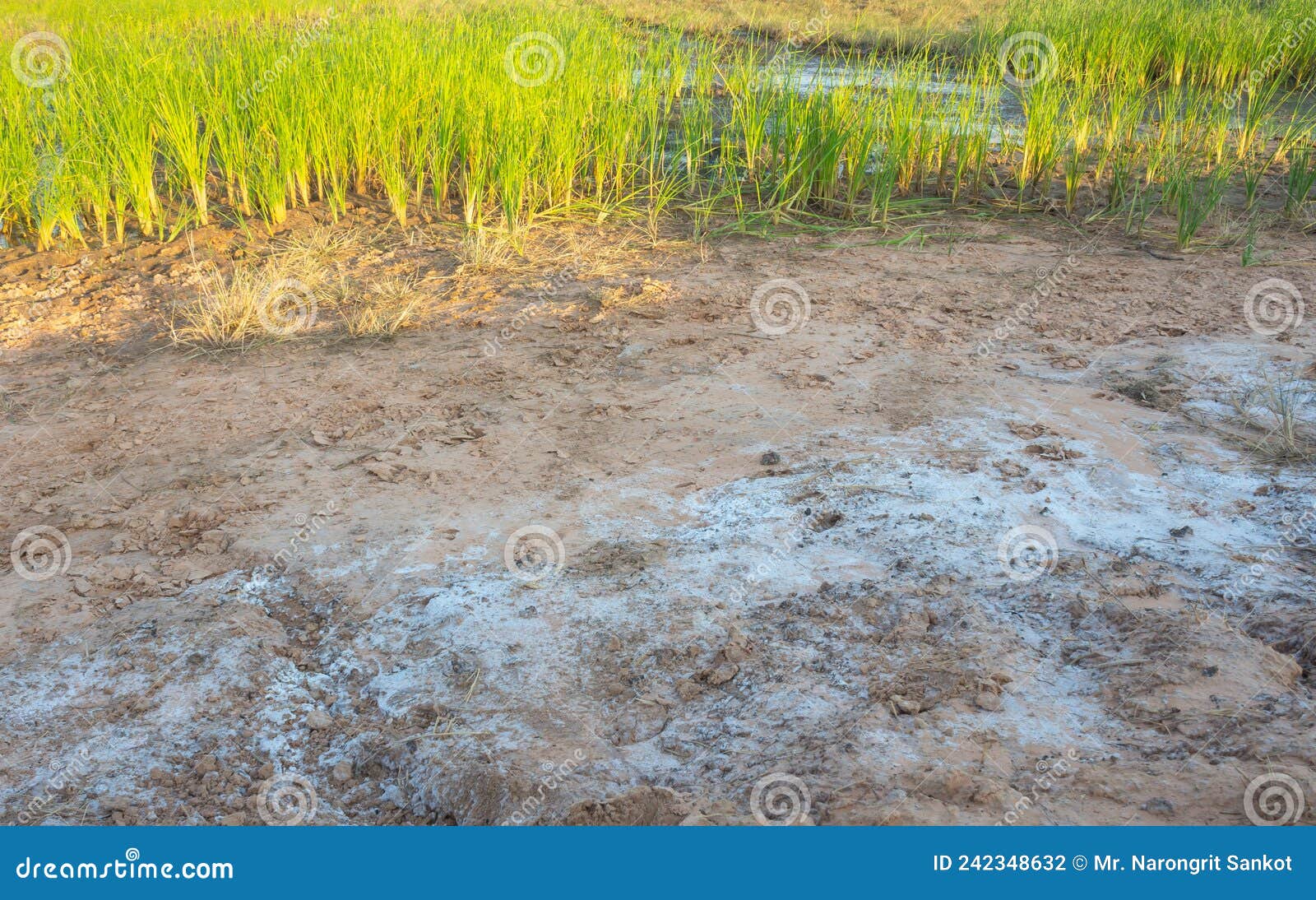 Saline soil stock photo. Image of abstract, desert, detail - 242348632