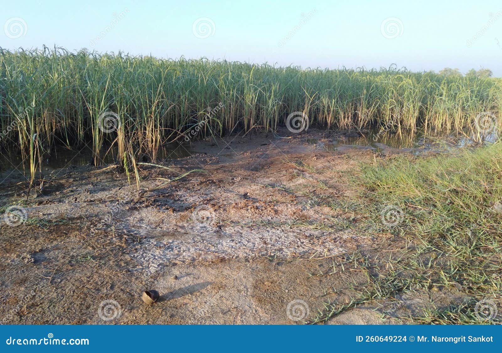 Saline Soil in the Jasmine Rice Plot Stock Photo - Image of grass ...