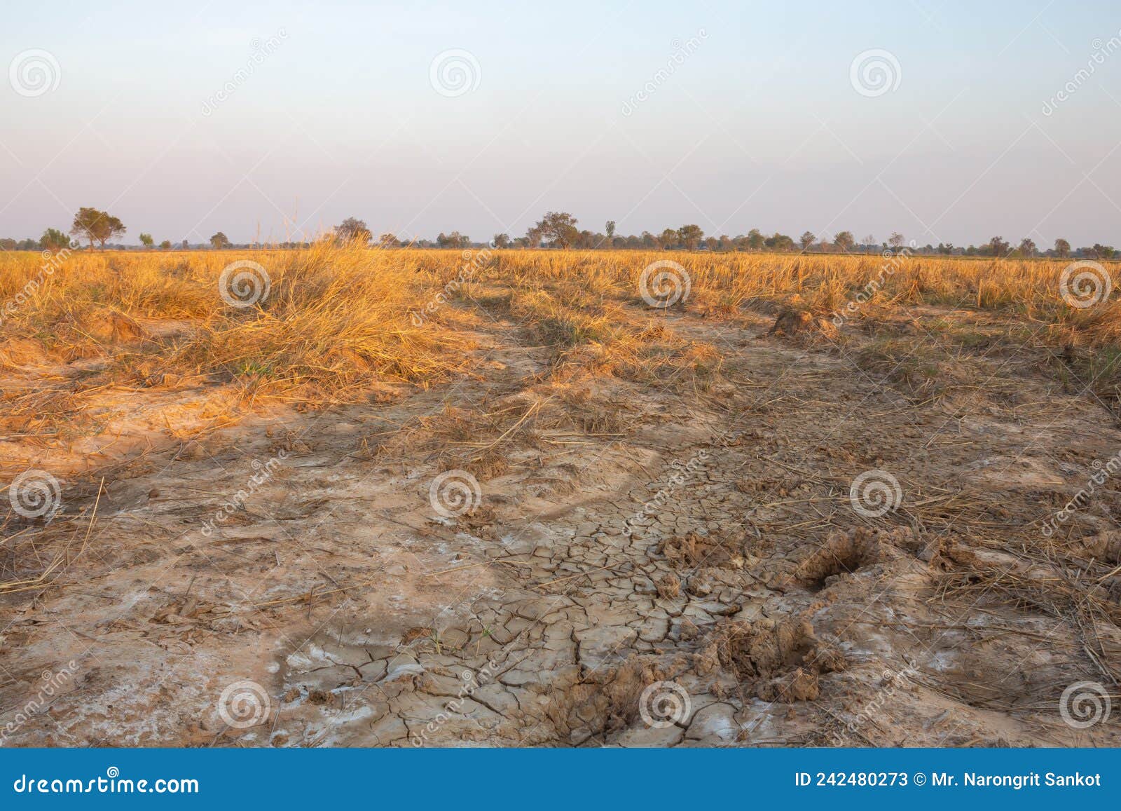 Saline soil stock image. Image of ground, land, farm - 242480273