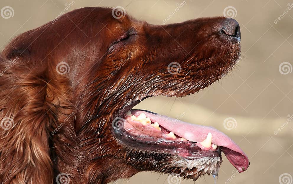 Salivating dog stock photo. Image of coated, nose, danger - 7054588