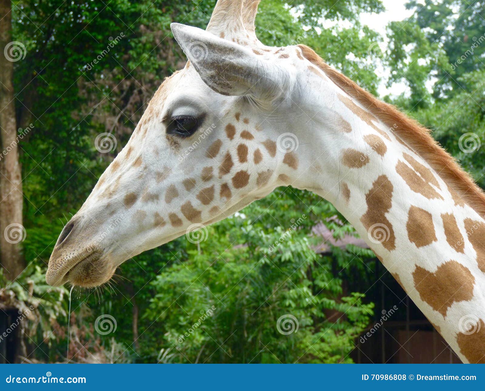 Salivating Giraffe stock photo. Image of leaves, little - 70986808