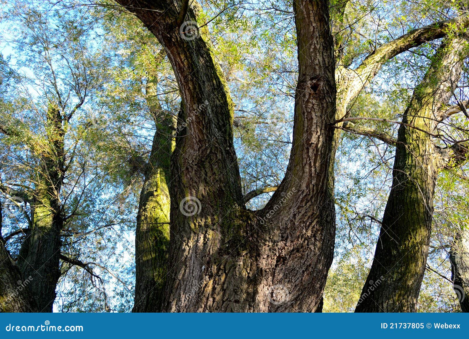 Salix alba stock image. Image of alba, forest, airy, dendrology - 21737805